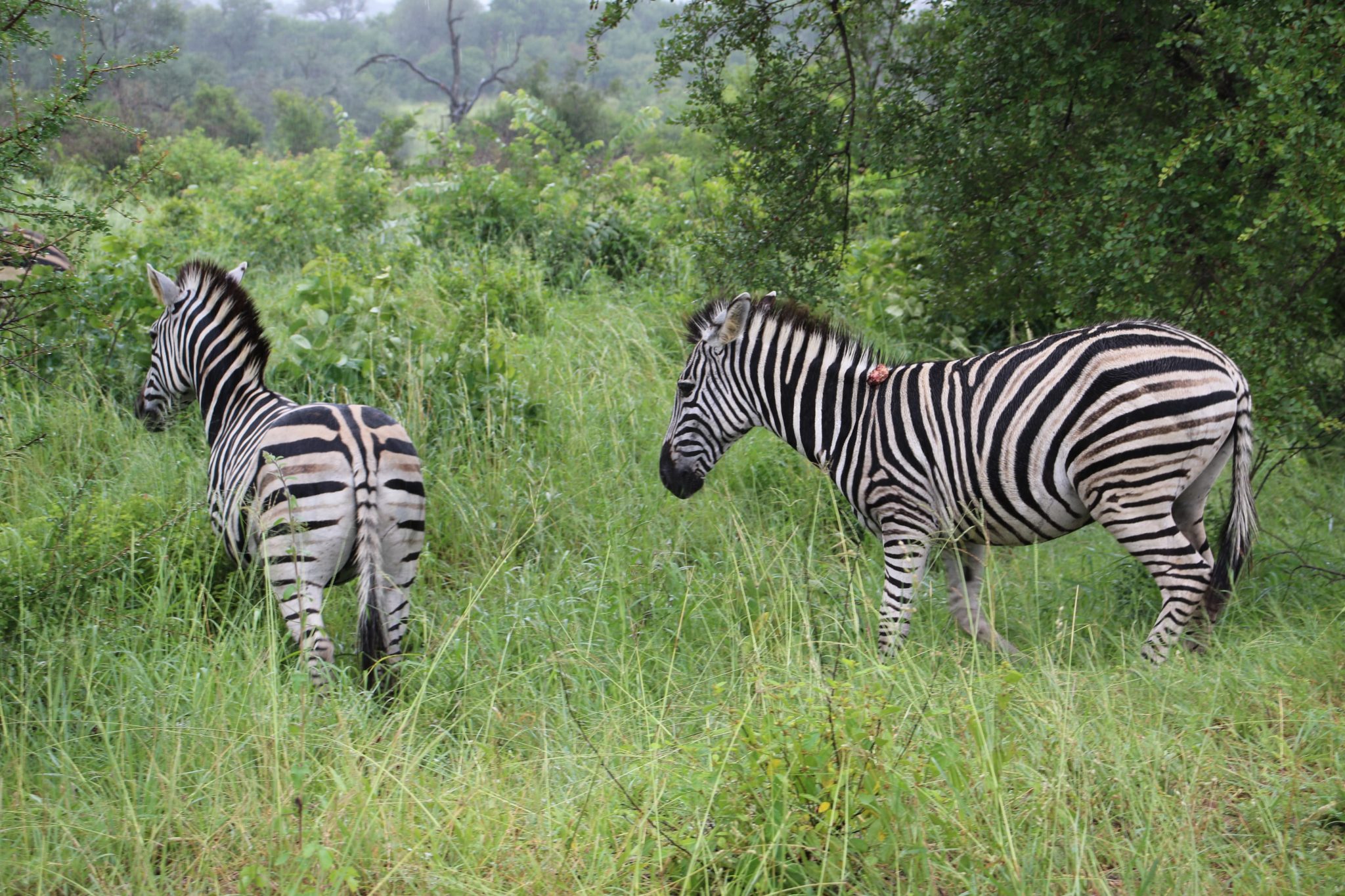 Weather Conditions Improve in South Africa Flood Situation